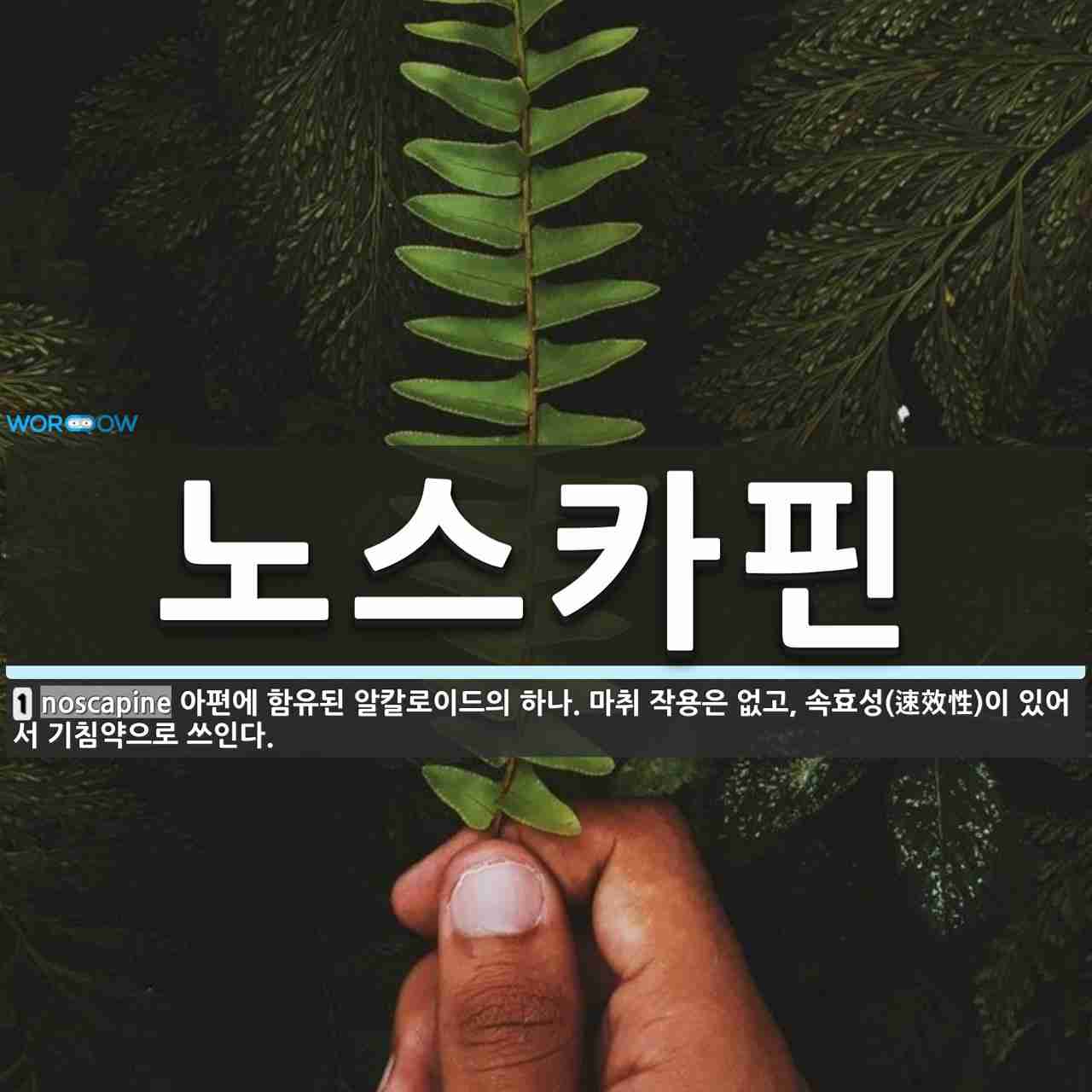 노스카핀 뜻: 아편에 함유된 알칼로이드의 하나. 마취 작용은 없고, 속효성(速效性)이 있어서 기침약으로